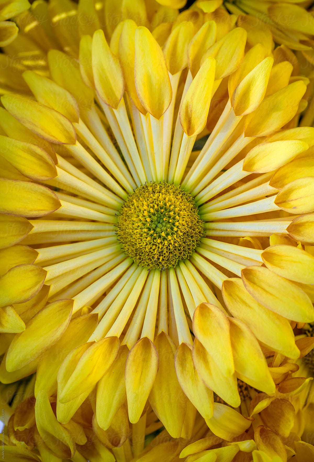 "Japanese Chrysanthemum (Kiku) Macro" by Stocksy Contributor "ALAN ...