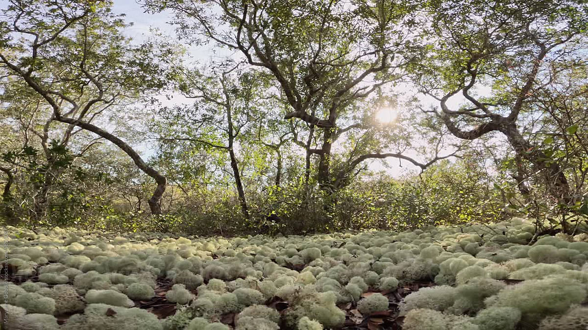 "Moss And Tree Landscape In Gulf Islands National Seashore, Florida" by ...