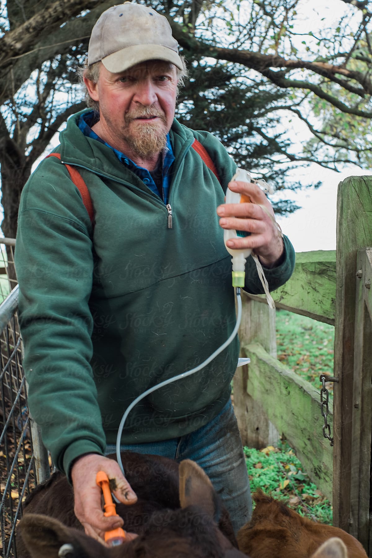 "Dairy Calves Given Injection" by Stocksy Contributor "Rowena Naylor ...