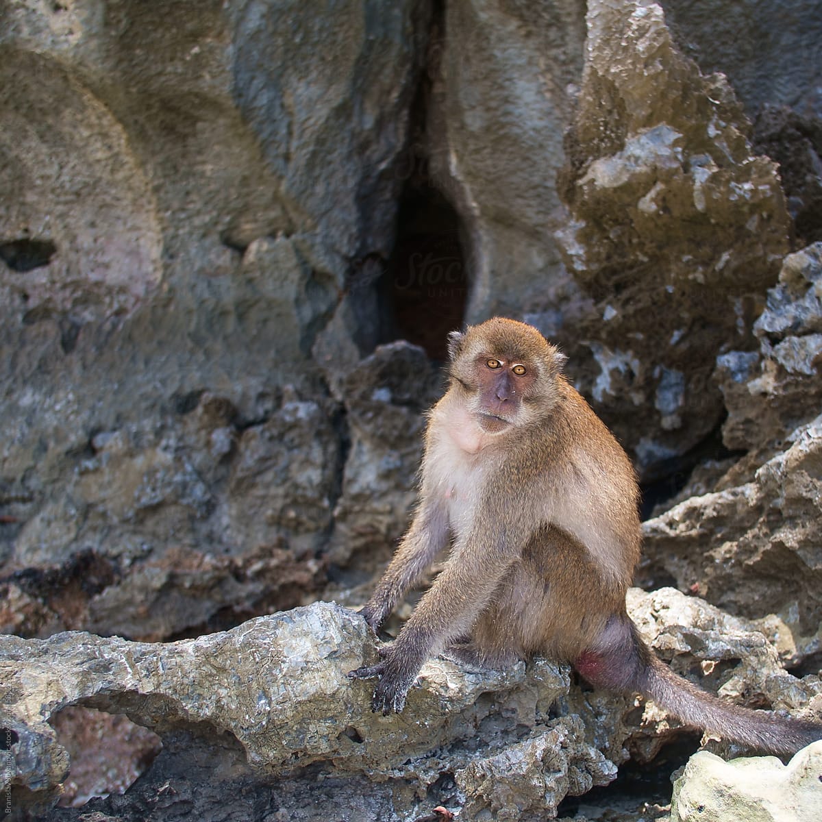 "Monkey Sitting On The Rock" by Stocksy Contributor "B Krokodil" - Stocksy