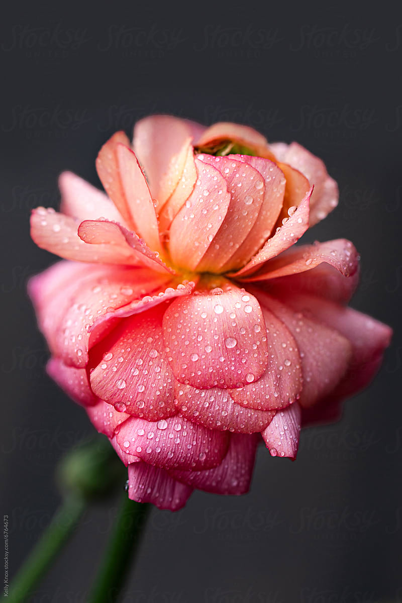 "Coral Pink Ranunculus" by Stocksy Contributor "Kelly Knox" - Stocksy