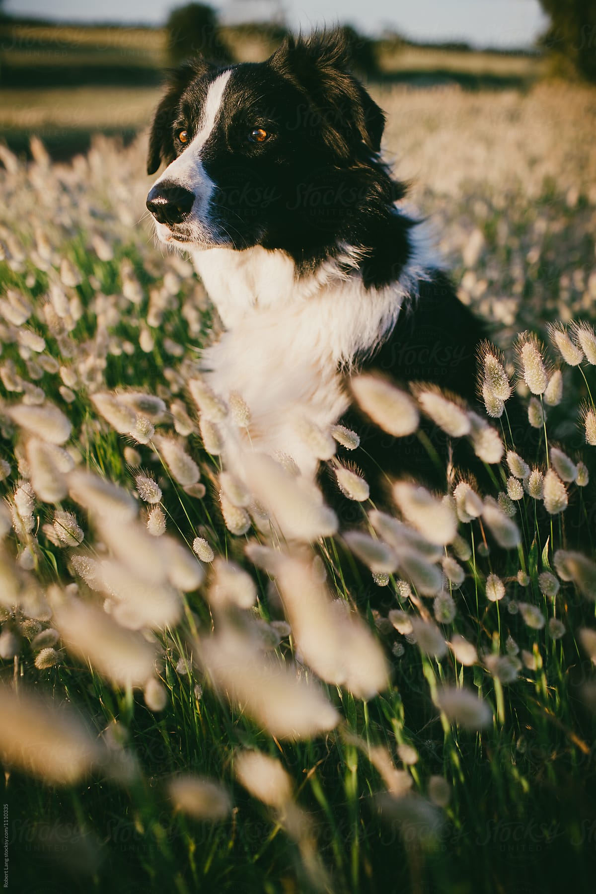 "Border Collie In The Sun" by Stocksy Contributor "Robert Lang" - Stocksy