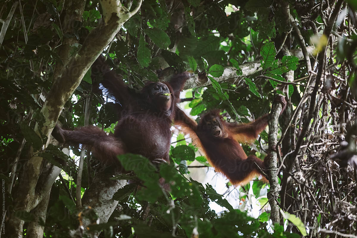 "Mother And Baby Orang Utan" by Stocksy Contributor "Akela - From Alp ...