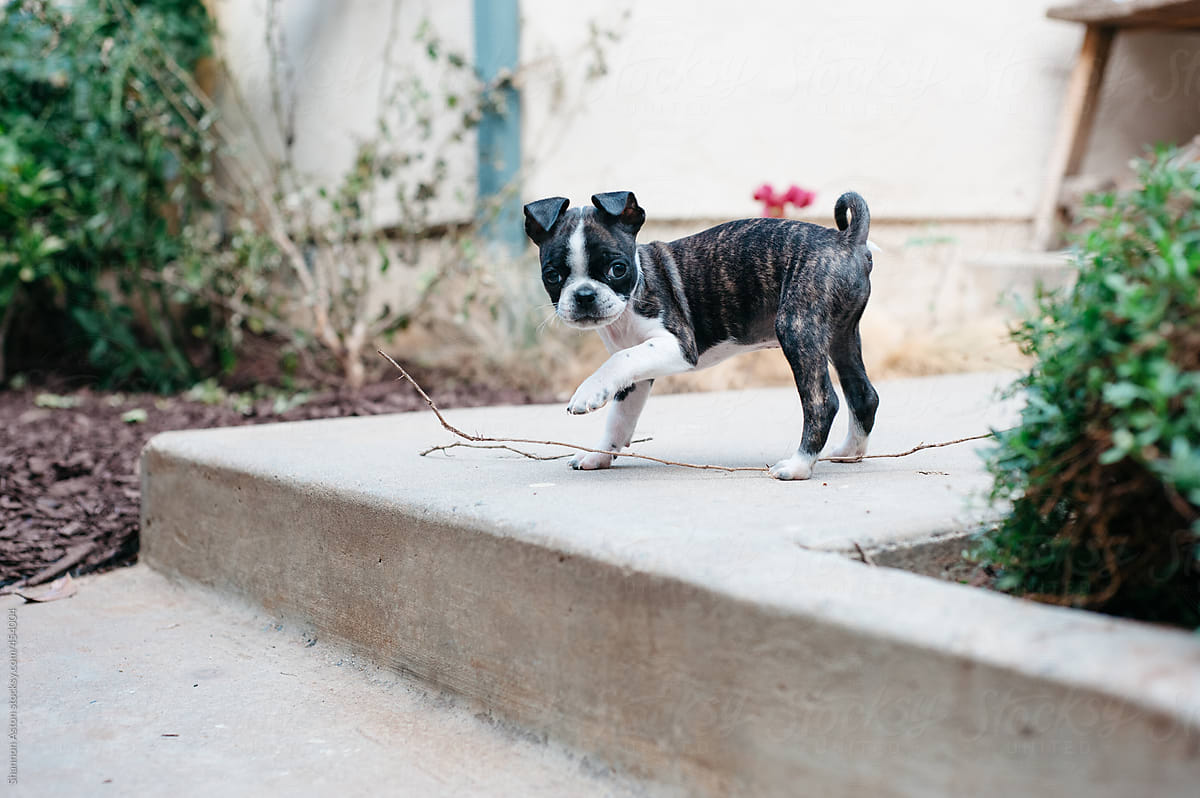 "Bruce The Boston Terrier At Play" by Stocksy Contributor "Shannon ...