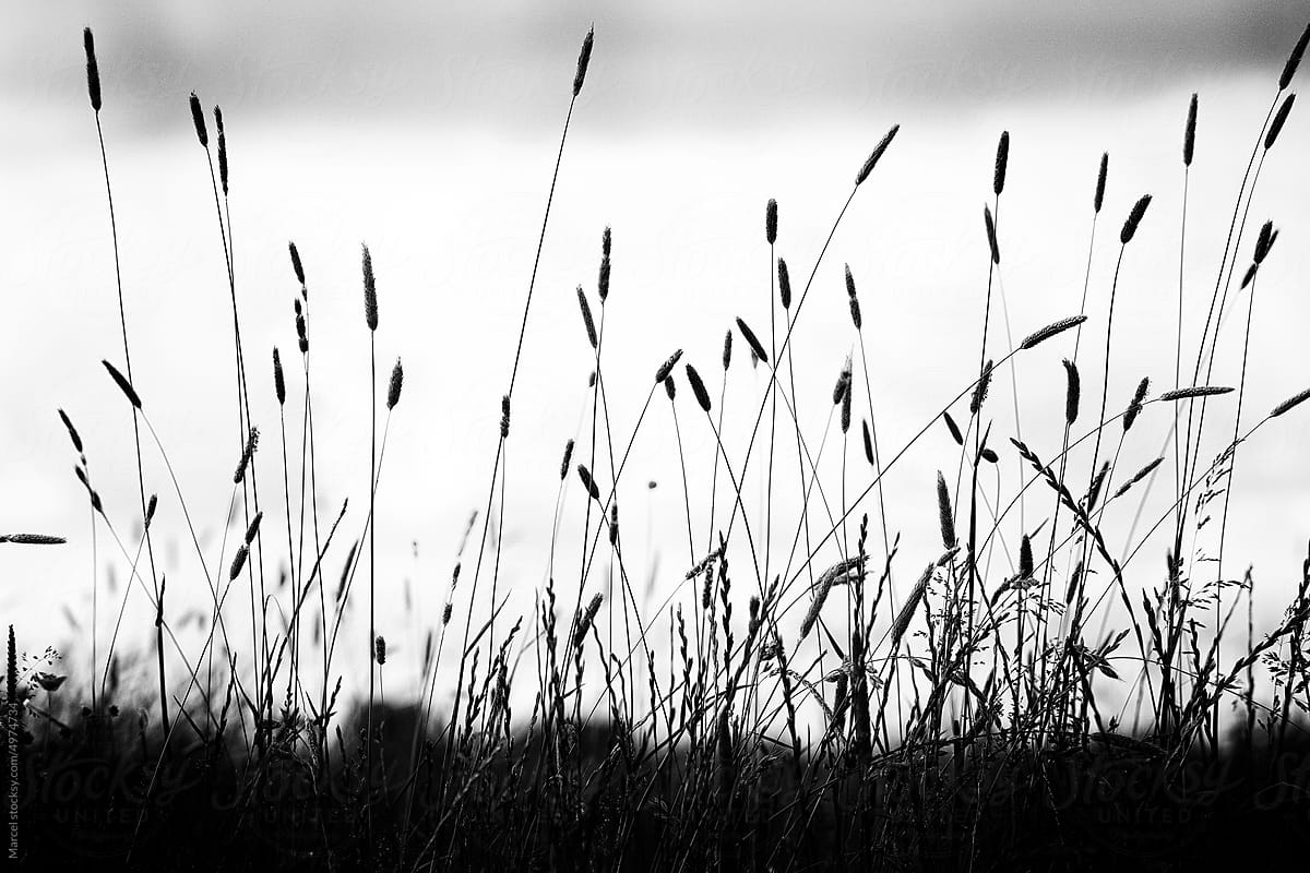 "Grass Stalks In Black And White" by Stocksy Contributor "Marcel" - Stocksy