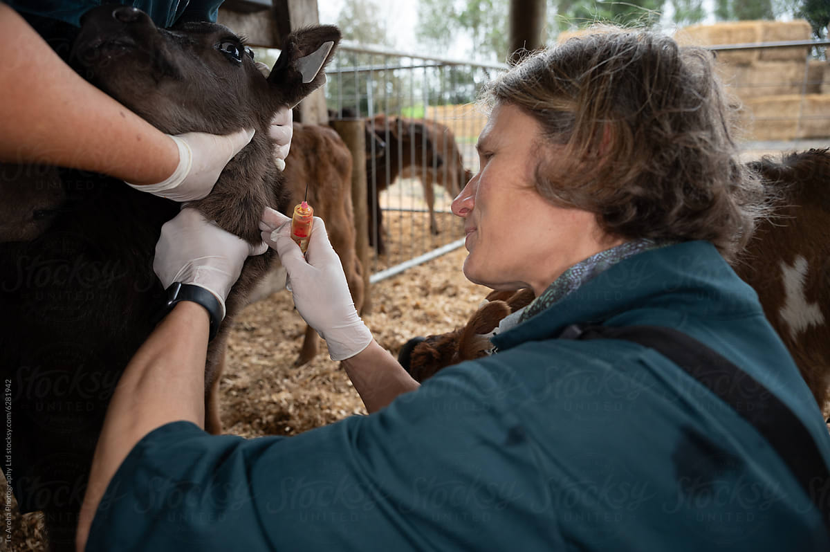 "Blood Sampling Of A Calf" by Stocksy Contributor "Te Aroha Photography ...