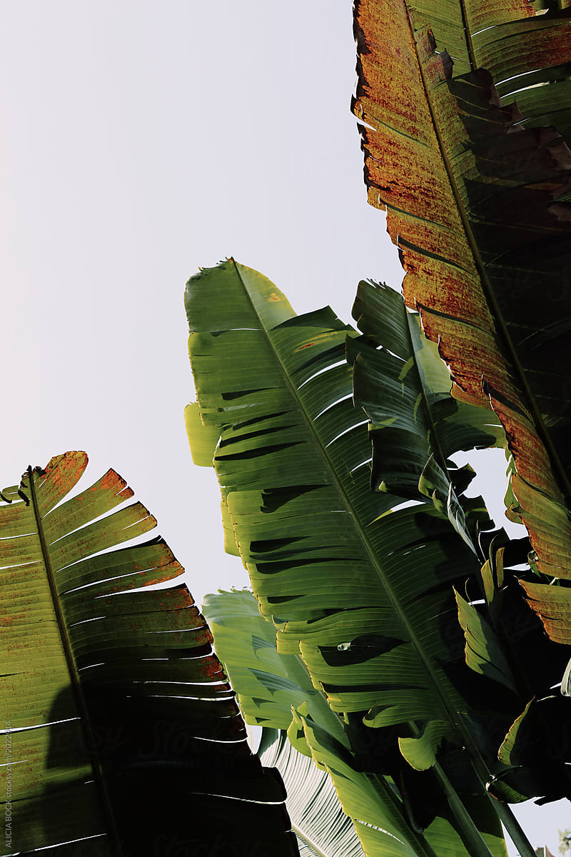 "Large Banana Plant Fronds In The Warm Summer Sun" by Stocksy ...