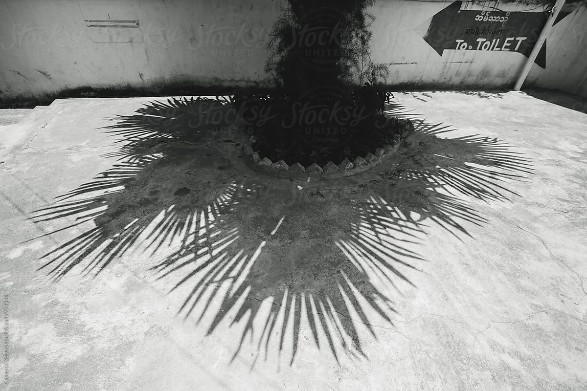 "Palm Tree Shadow In Burma" by Stocksy Contributor "Cameron Zegers ...