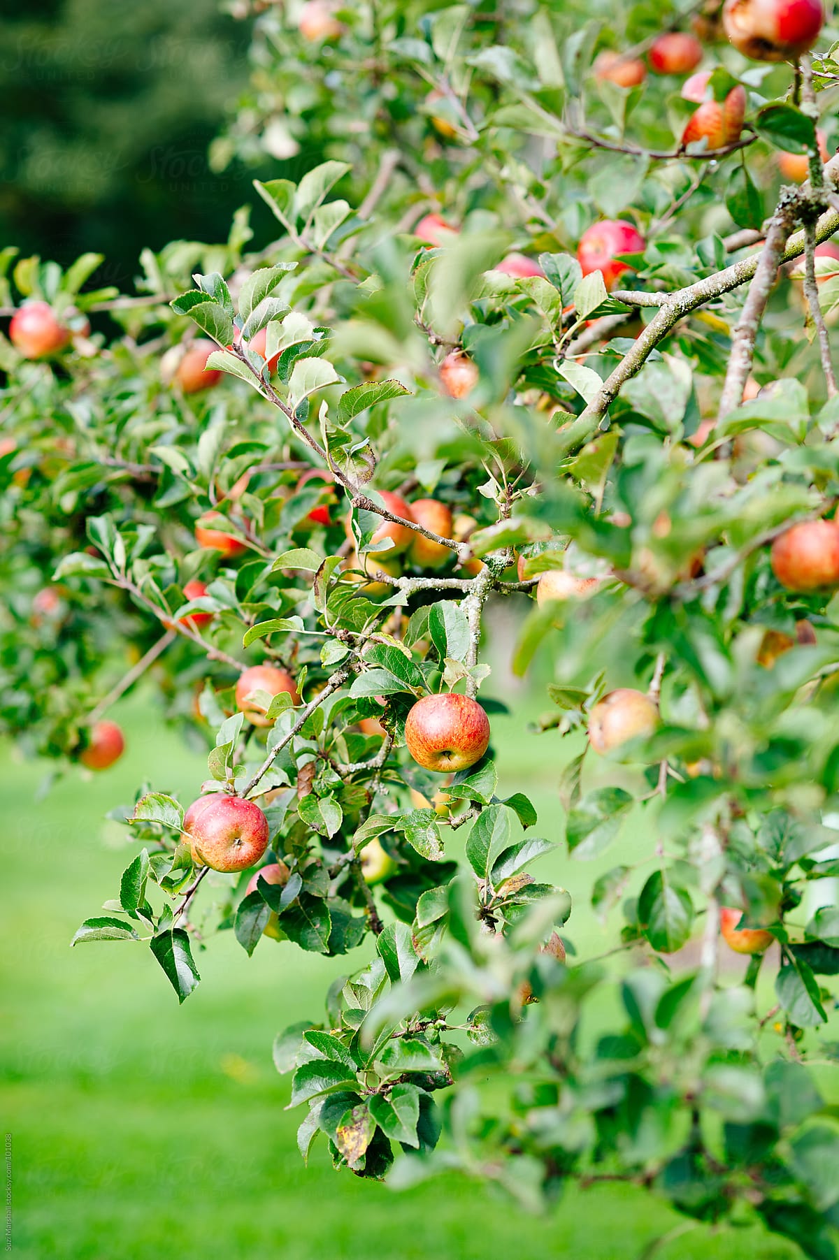 "Red Apples Hanging On An Apple Tree" by Stocksy Contributor "Suzi ...