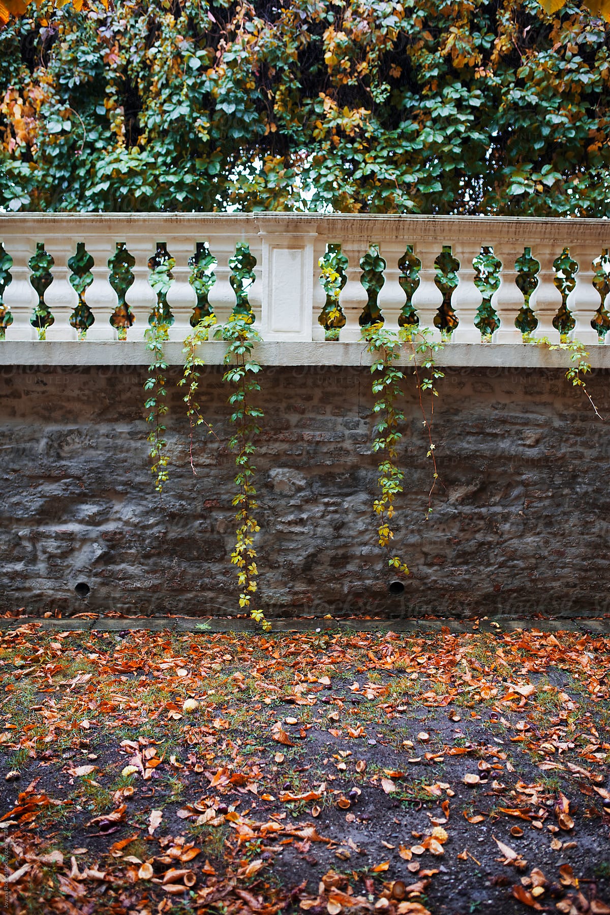 "Balcony Covered In Ivy" by Stocksy Contributor "Jovana Rikalo" - Stocksy