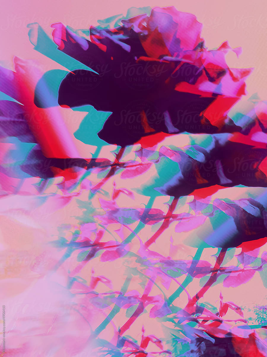 "Messy Vivid Petals Of A Rose In Bloom." by Stocksy Contributor ...