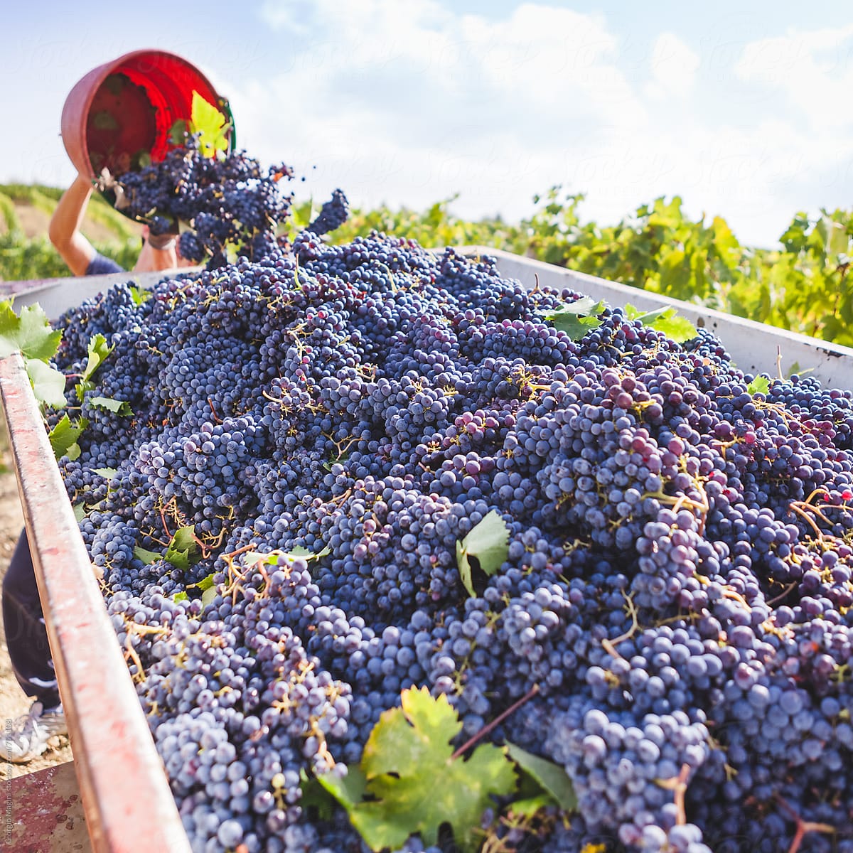 "Pouring A Bucket Of Red Grapevines In The Wagon, Grape Harvest In ...