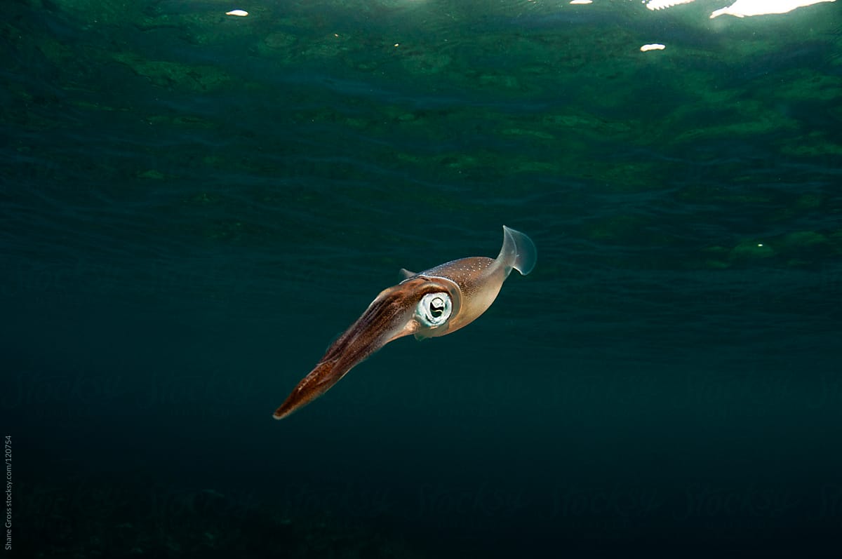 "Single Squid" by Stocksy Contributor "Shane Gross" - Stocksy