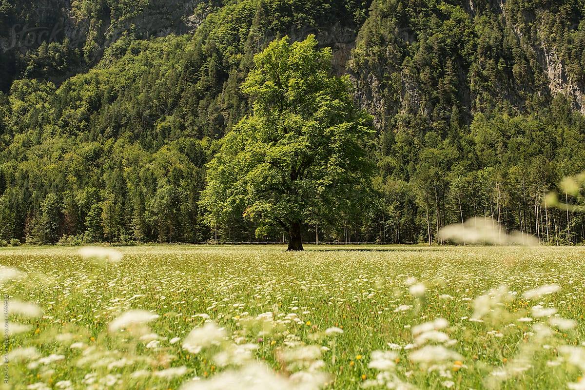 "Beautiful Mountain Landscape" by Stocksy Contributor "Jordi Rulló ...