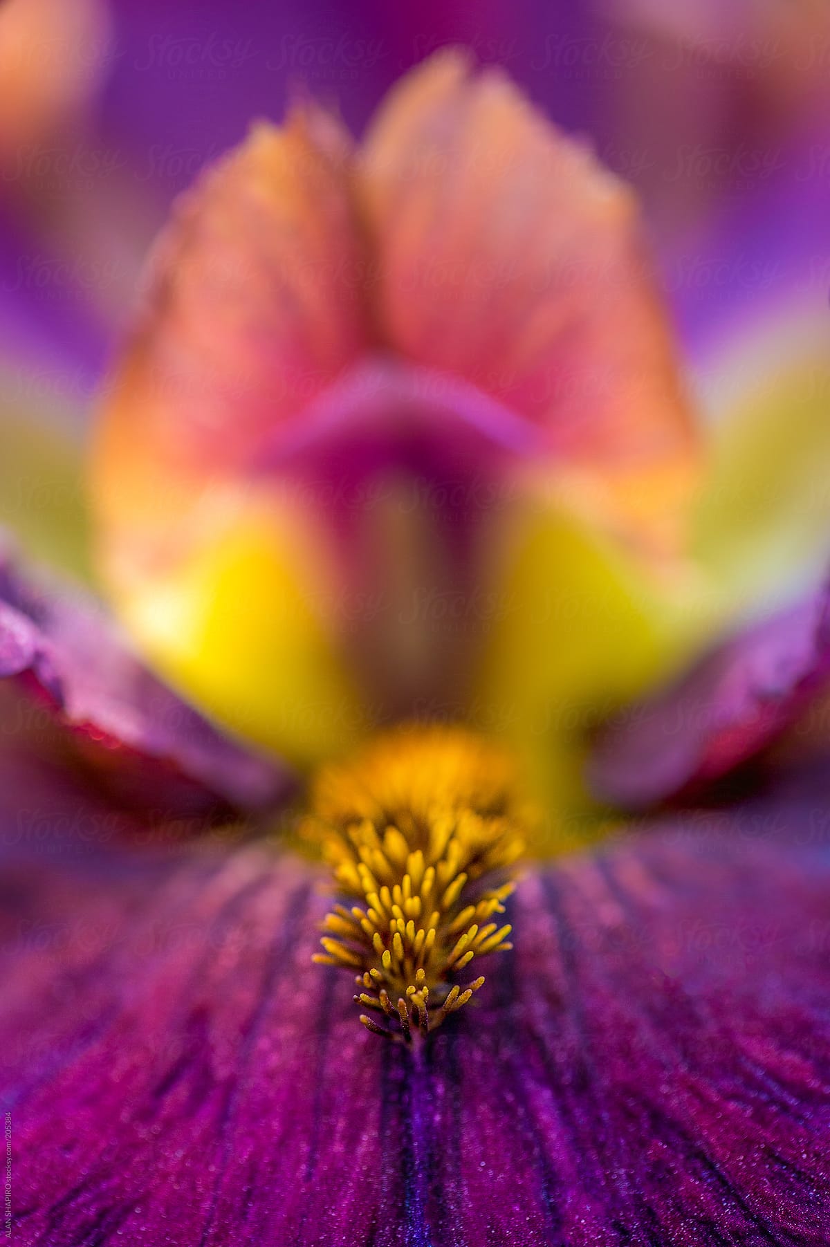 "Iris Macro" by Stocksy Contributor "ALAN SHAPIRO" - Stocksy