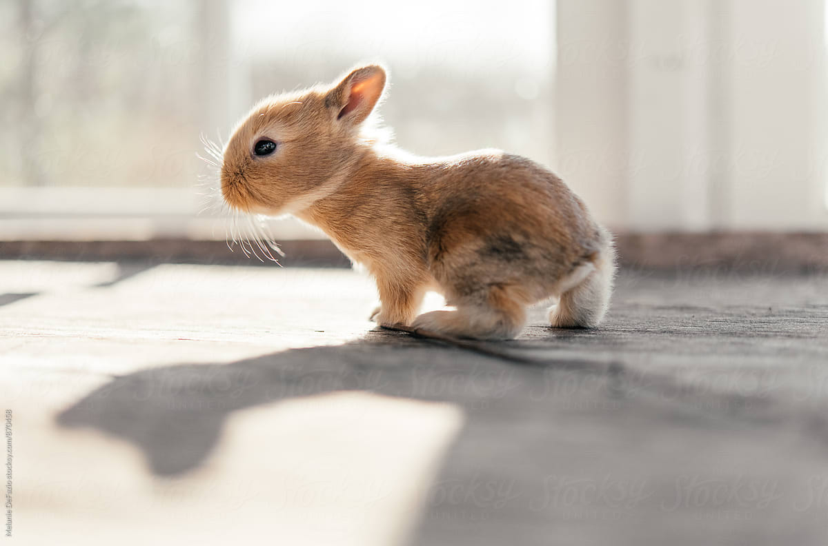 "Baby Bunny" by Stocksy Contributor "Melanie DeFazio" - Stocksy