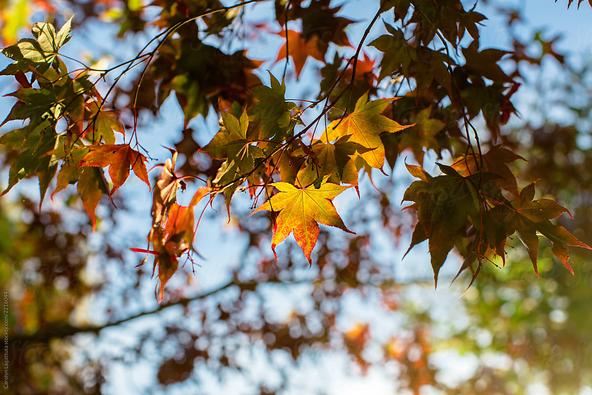 "Japanese Maple In Morning Light" by Stocksy Contributor "Carolyn ...