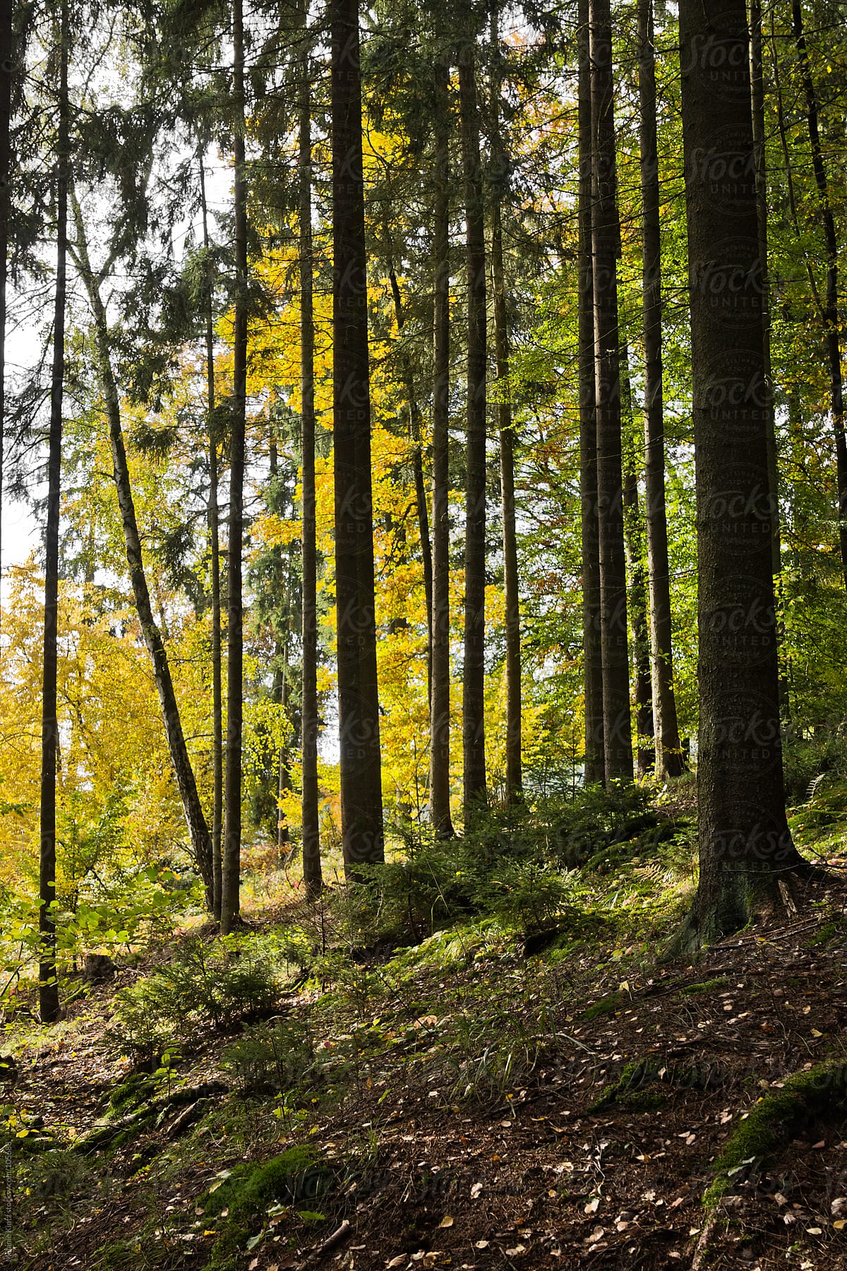 "Forest In Fall" by Stocksy Contributor "Melanie Kintz" - Stocksy