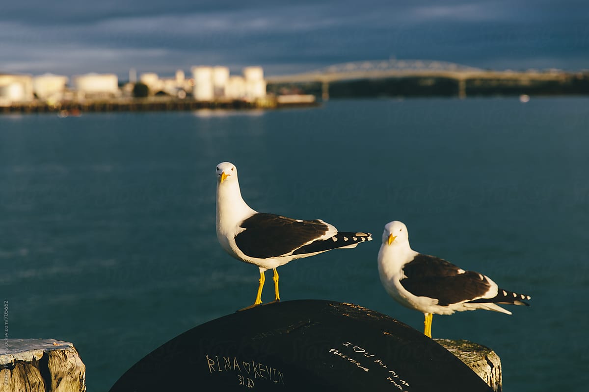 "Seagulls Sitting At Pier, Auckland" by Stocksy Contributor "Andrey ...