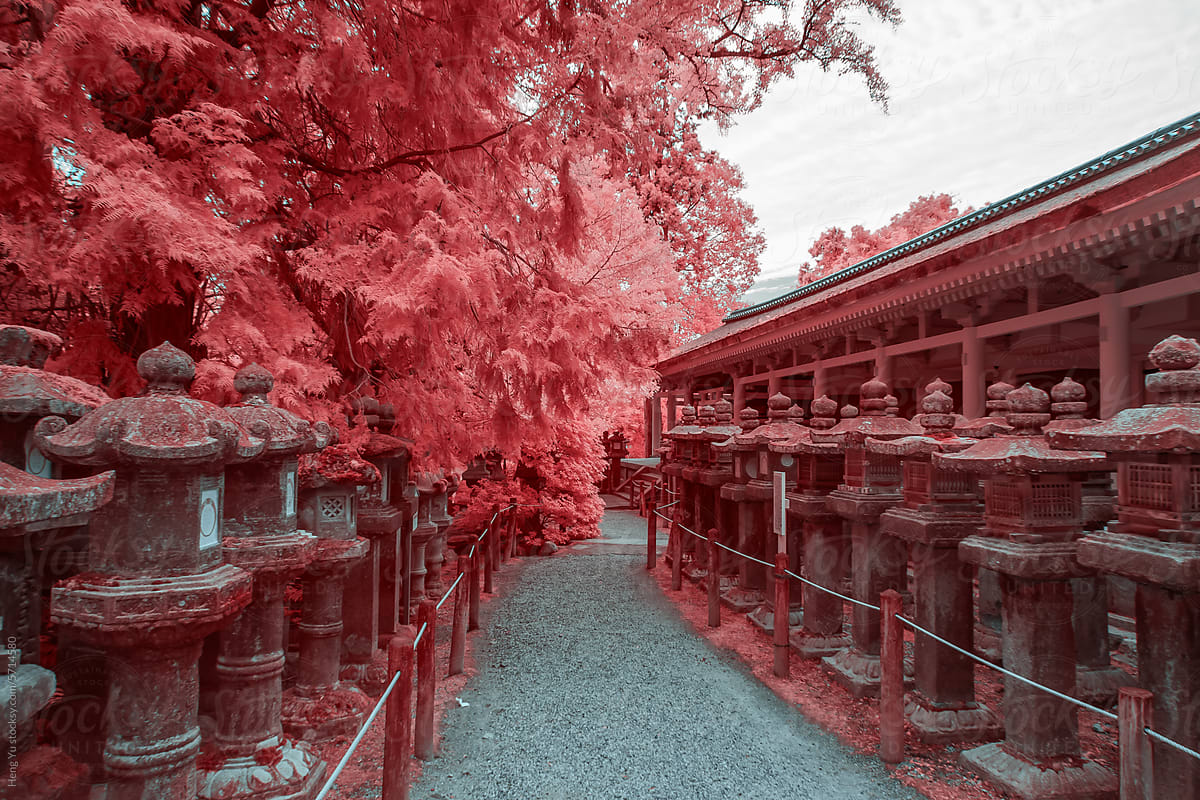 "Infrared View Of Japanese Temple With Red Foliage" by Stocksy ...