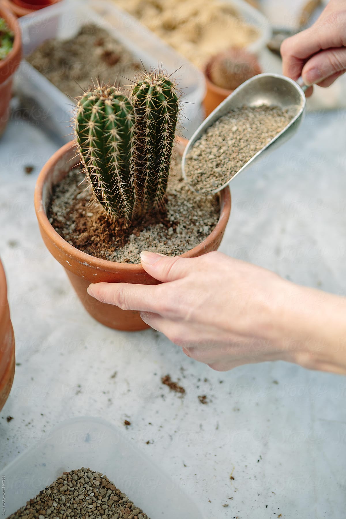 "Woman Repotting Cactus Plants" by Stocksy Contributor "Kkgas" - Stocksy