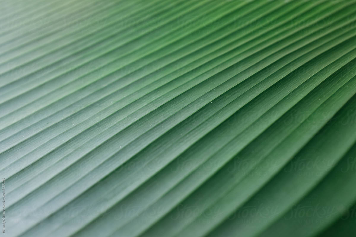 "Beautiful Green Leaf Texture" by Stocksy Contributor "Nemanja Glumac ...