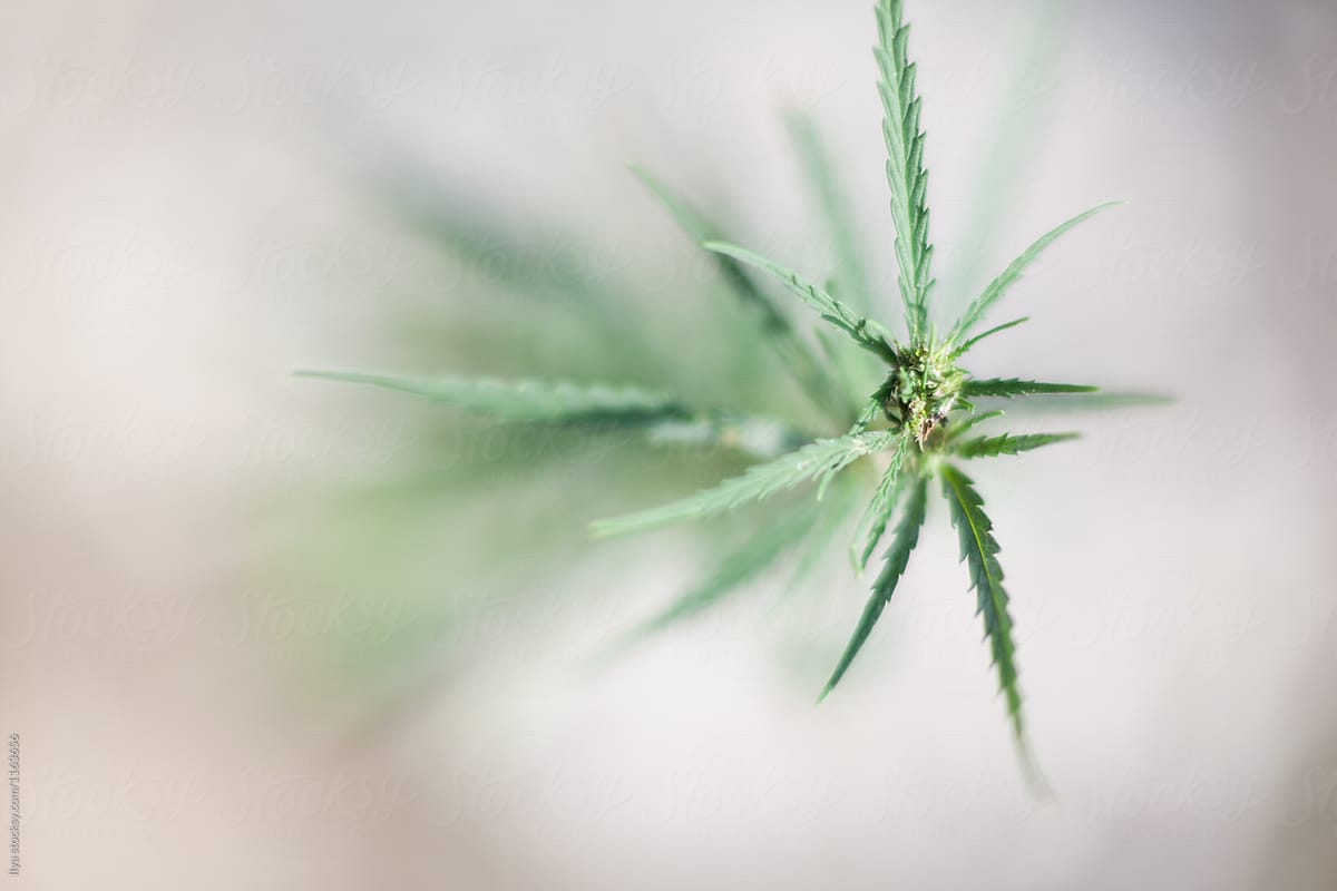"Marijuana Plant Leaves Shot From Above" by Stocksy Contributor ...