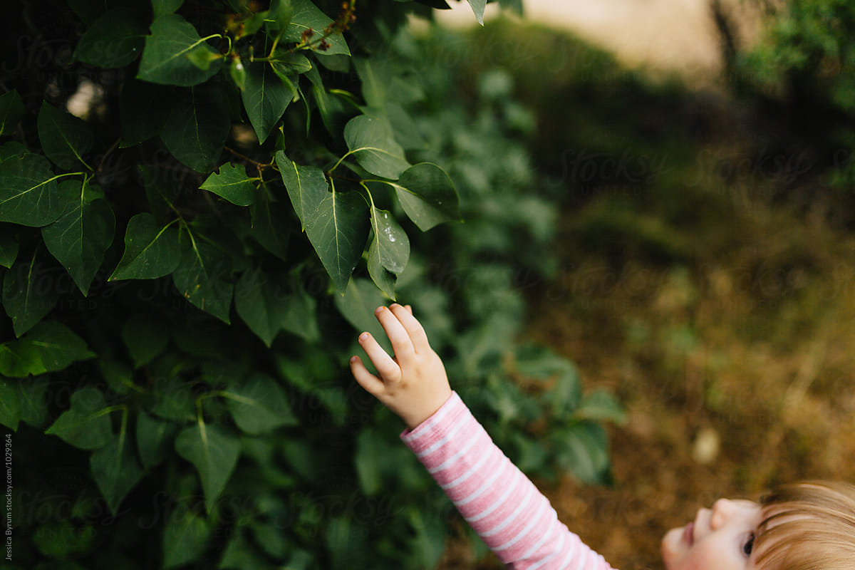 "Toddler Girl Reaching For A Leaf On A Lilac Bush." by Stocksy ...