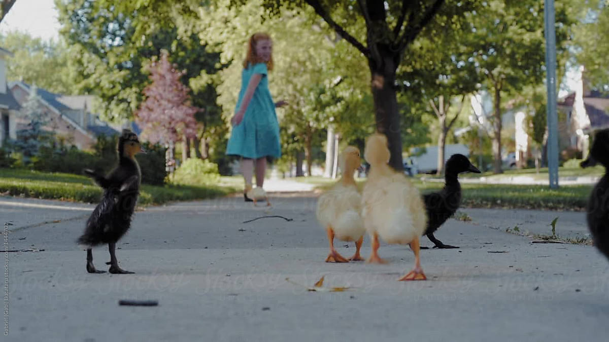 "Baby Ducks Following A Girl On The Sidewalk (slow Motion)" by Stocksy ...