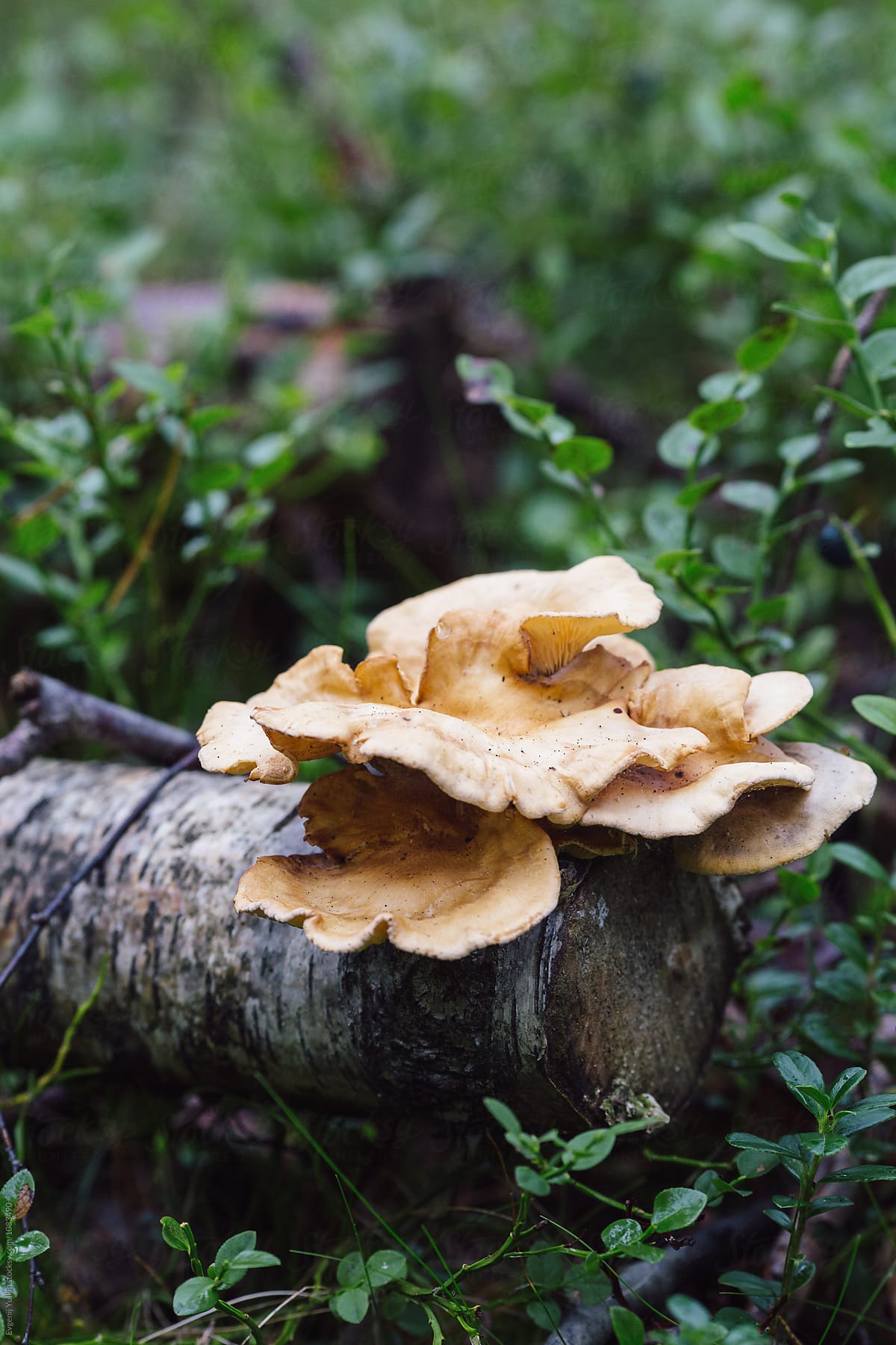 "Oyster Mushroom" by Stocksy Contributor "Evgenij Yulkin" - Stocksy