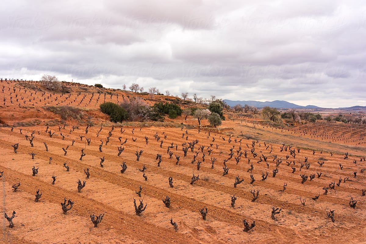 "Vineyard Landscape" by Stocksy Contributor "Carles Rodrigo Monzo ...