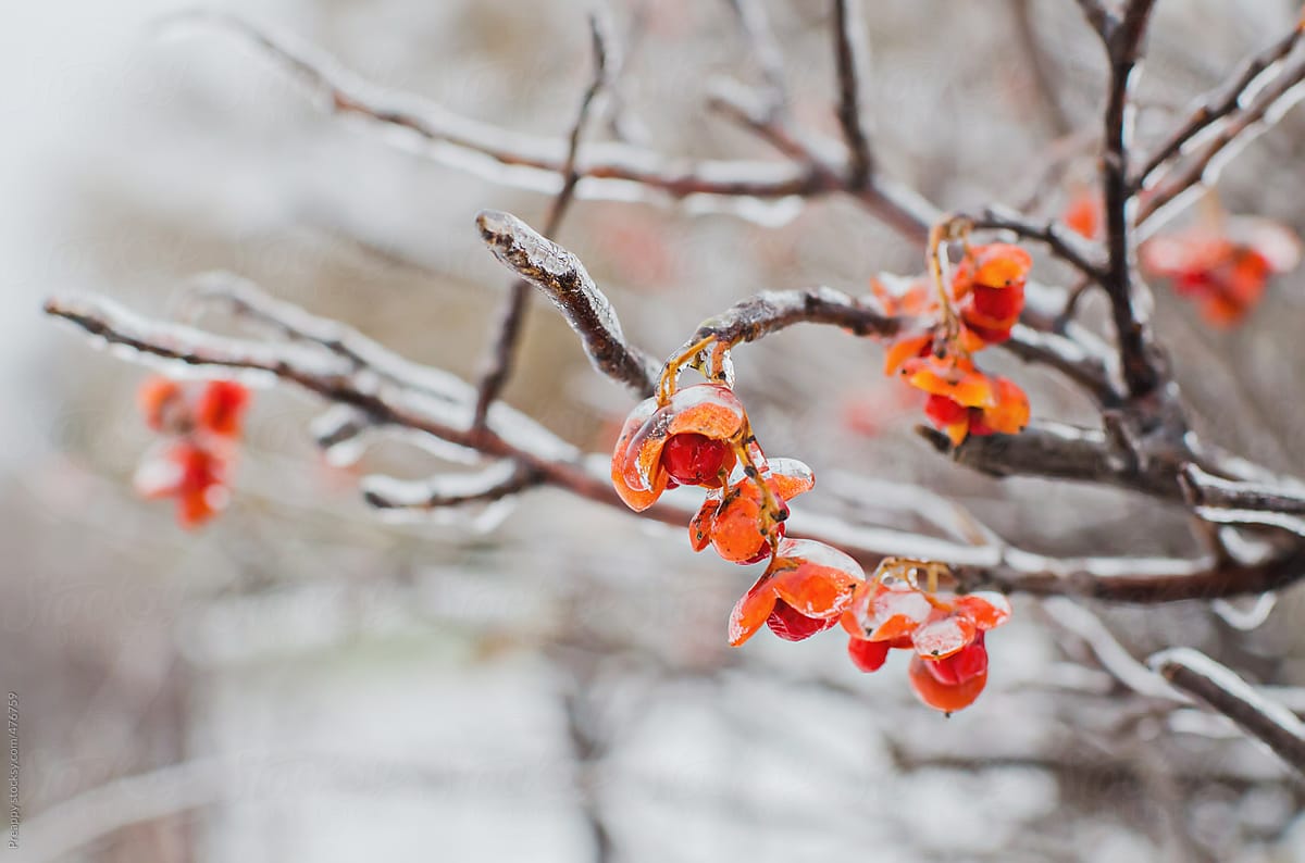 "Bittersweet Berries (Celastrus Scandens) After Winter Ice Storm" by ...