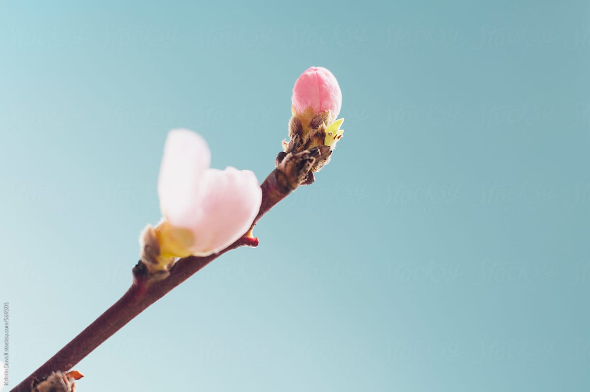 "Pink Cherry Blossom Bud" by Stocksy Contributor "Kristin Duvall" - Stocksy
