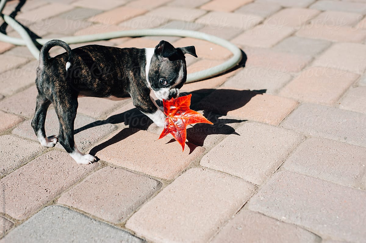 "Bruce The Boston Terrier At Play" by Stocksy Contributor "Shannon ...