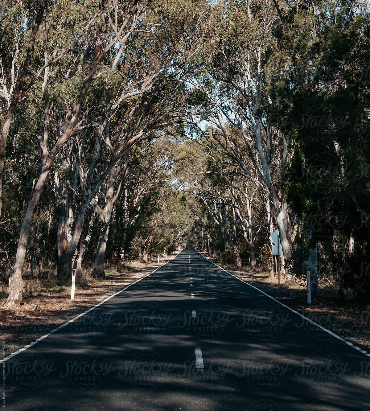 "Straight Road Under Canopy Of Gum Trees" by Stocksy Contributor "Gary ...