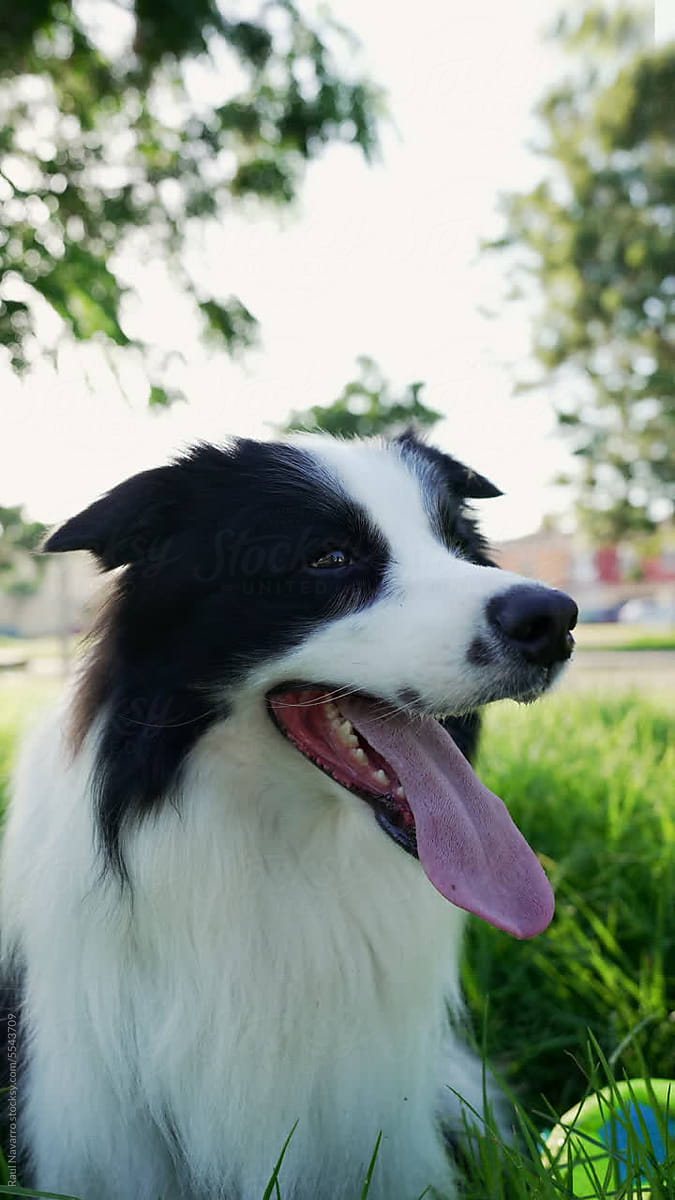 "Border Collie Dog Drinking Water From A Bottle." by Stocksy ...