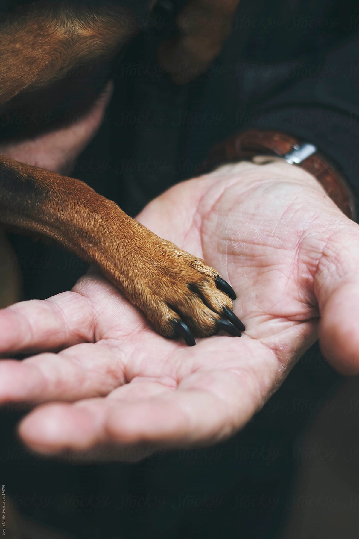 "Man And Animal Love" by Stocksy Contributor "Jovana Rikalo" - Stocksy