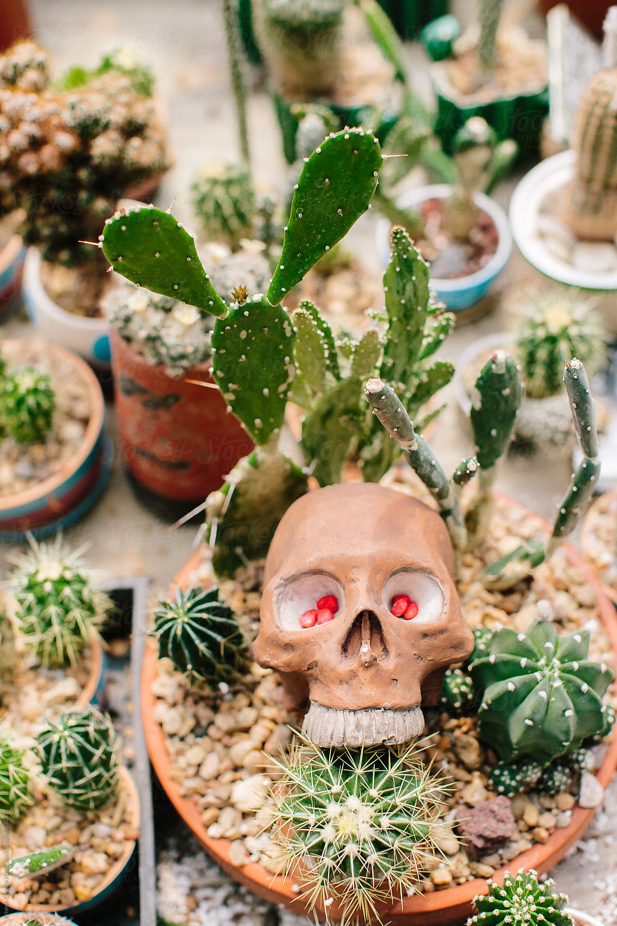 "Terminator Cactus Plant" by Stocksy Contributor "Kristen Curette ...