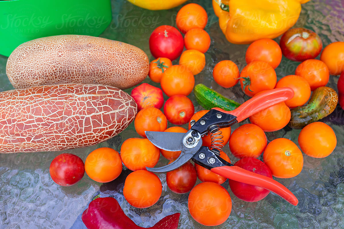 "Pruner With Vegetables" by Stocksy Contributor "Demetr White" - Stocksy