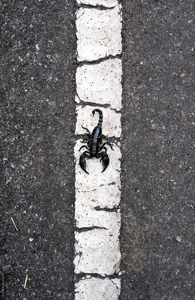 "Scorpion On Road Marking" by Stocksy Contributor "Amos Chapple" - Stocksy
