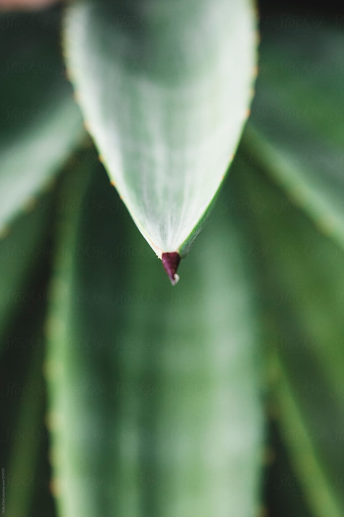 "Closeup Of The Tip Of A Green, Aloe Leaf" by Stocksy Contributor ...