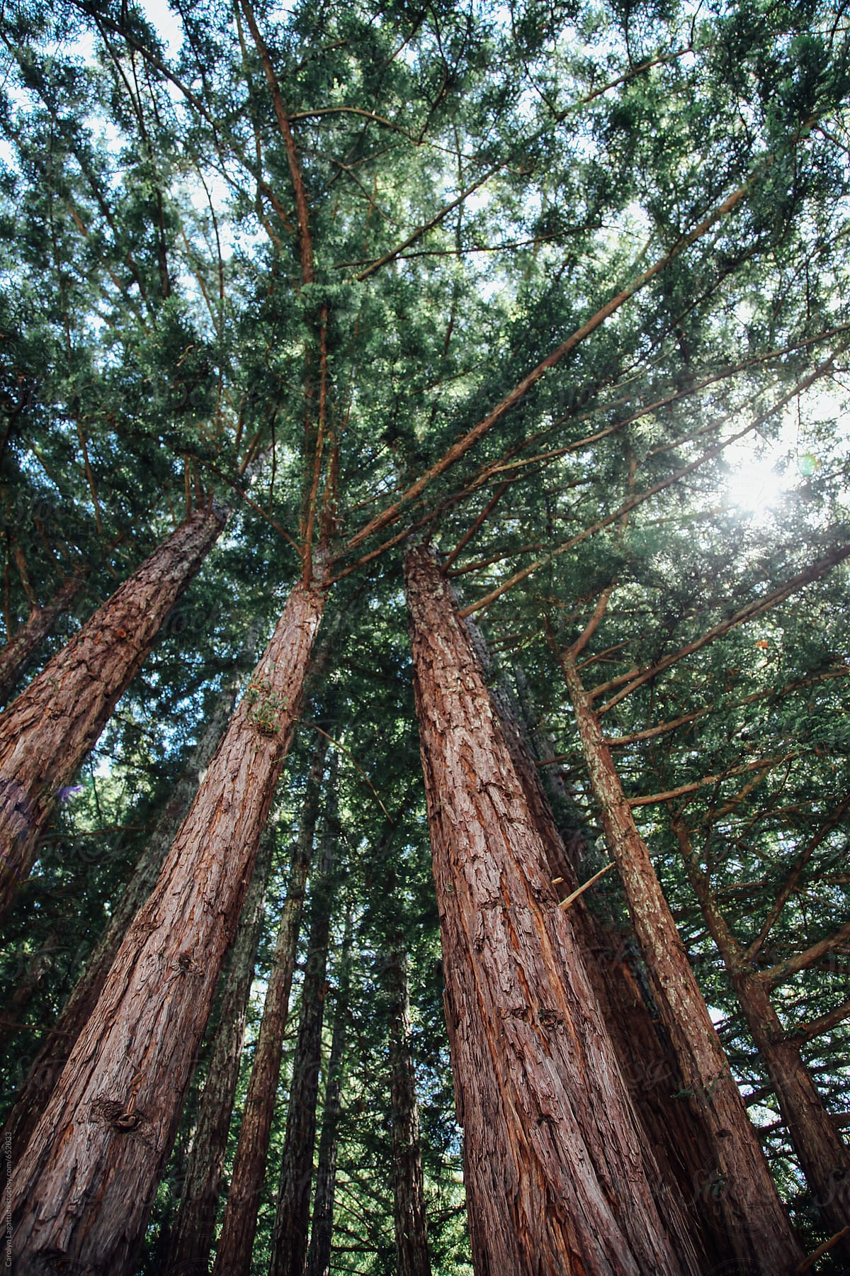 "View Upward At A Grove Of Redwood Trees" by Stocksy Contributor ...