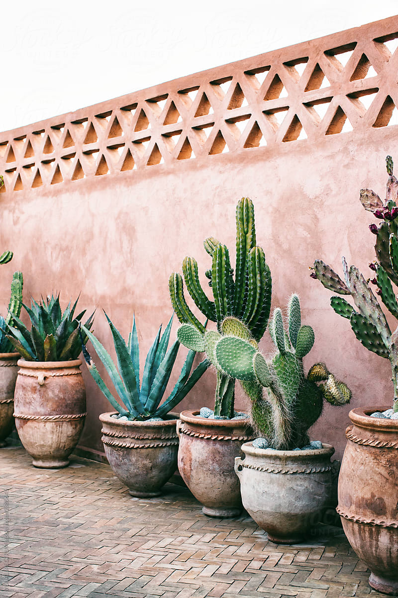 "Decorative Cacti Against Pink Wall" by Stocksy Contributor ...