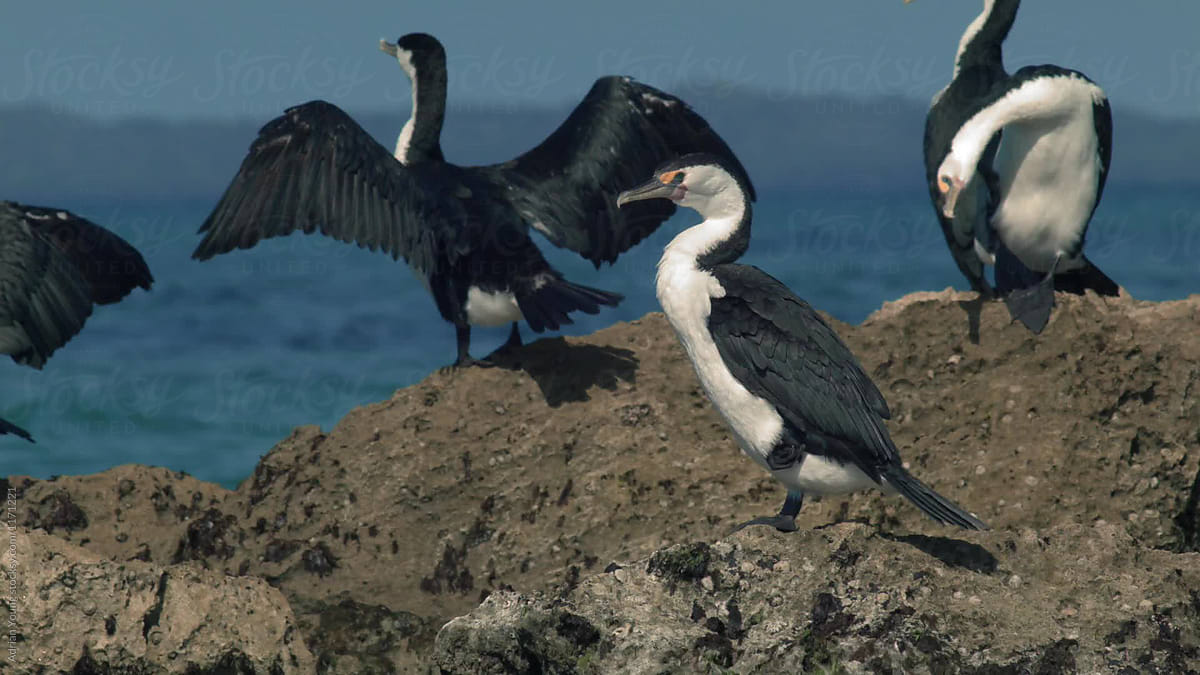 "Flock Of Pied Cormorant Birds Sunning" by Stocksy Contributor "Adrian ...