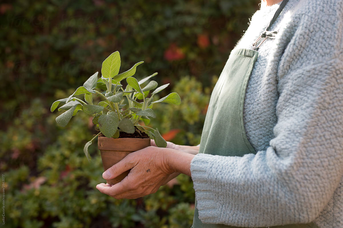 "Senior Woman Holding Plant In Her Garden In Your Home" by Stocksy ...