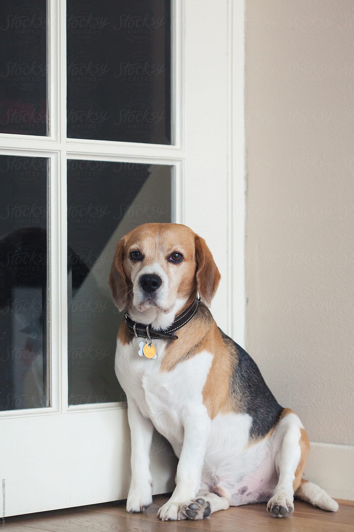 "Beagle Dog Waiting By The Door" by Stocksy Contributor "Cindy Prins ...