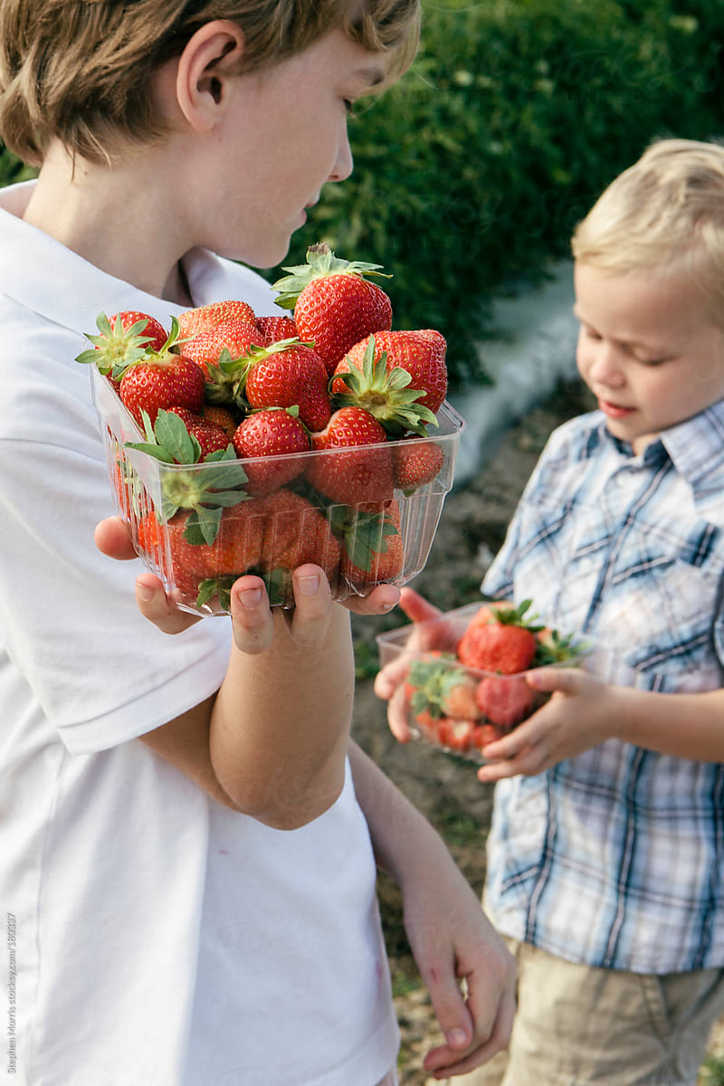 "Boys With Fresh Picked Strawberries" by Stocksy Contributor "Stephen ...