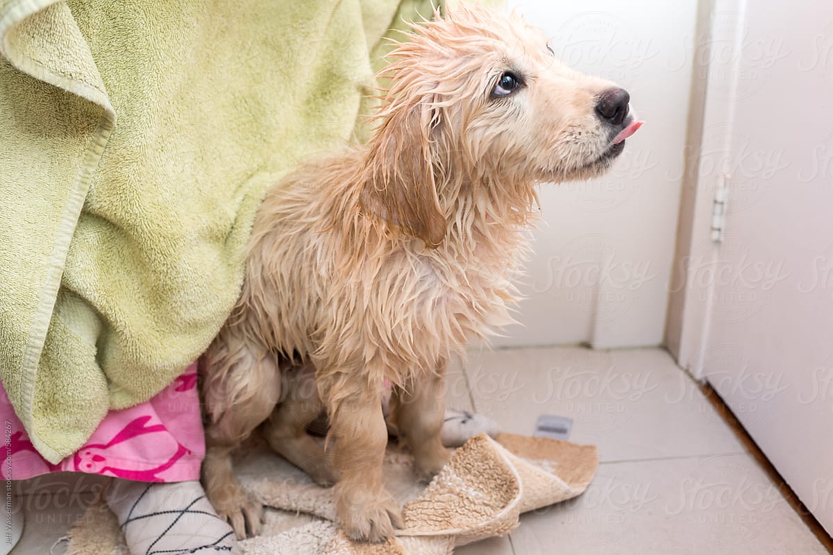"Puppy Getting Dried After Bath" by Stocksy Contributor "Jeff Wasserman ...