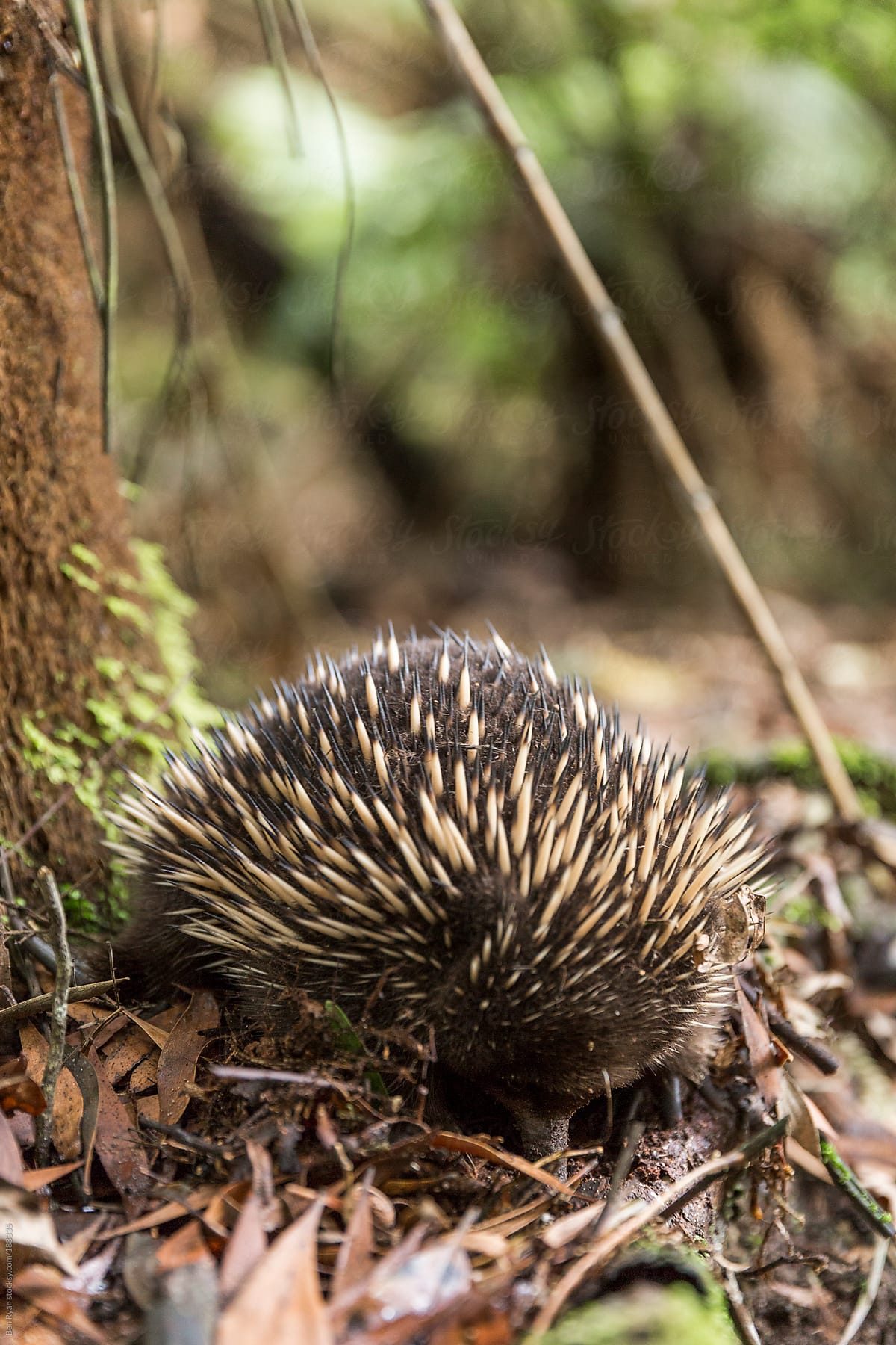 "Wild Australian Echidna Foraging For Food In The Bush Undergrowth." by ...