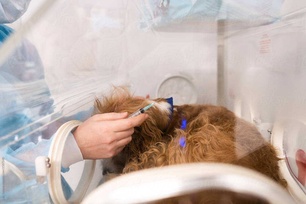 "Dog Inside An Incubator." by Stocksy Contributor "Luis Velasco" - Stocksy